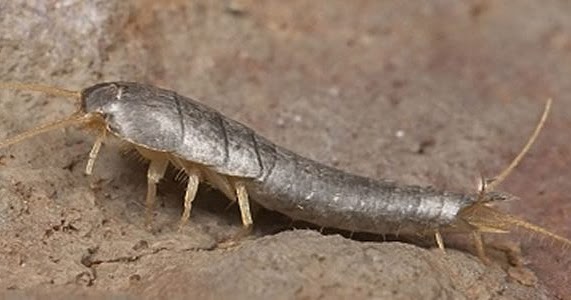 Nem böceğinden kurtulmanın yolları! Nem böceğini nasıl yok ederiz?