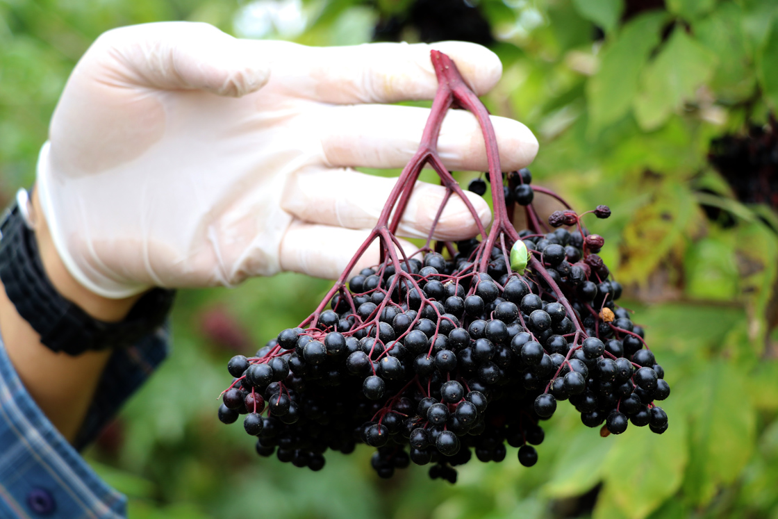 Aronya meyvesinin faydaları nedir?