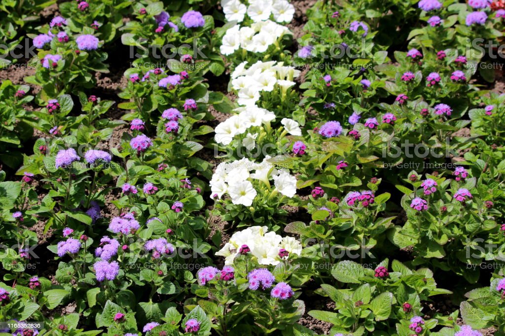 Sivrisinek ve böcekleri evinizden kovuyor! Bu bitkilerle sivrisinekler ...