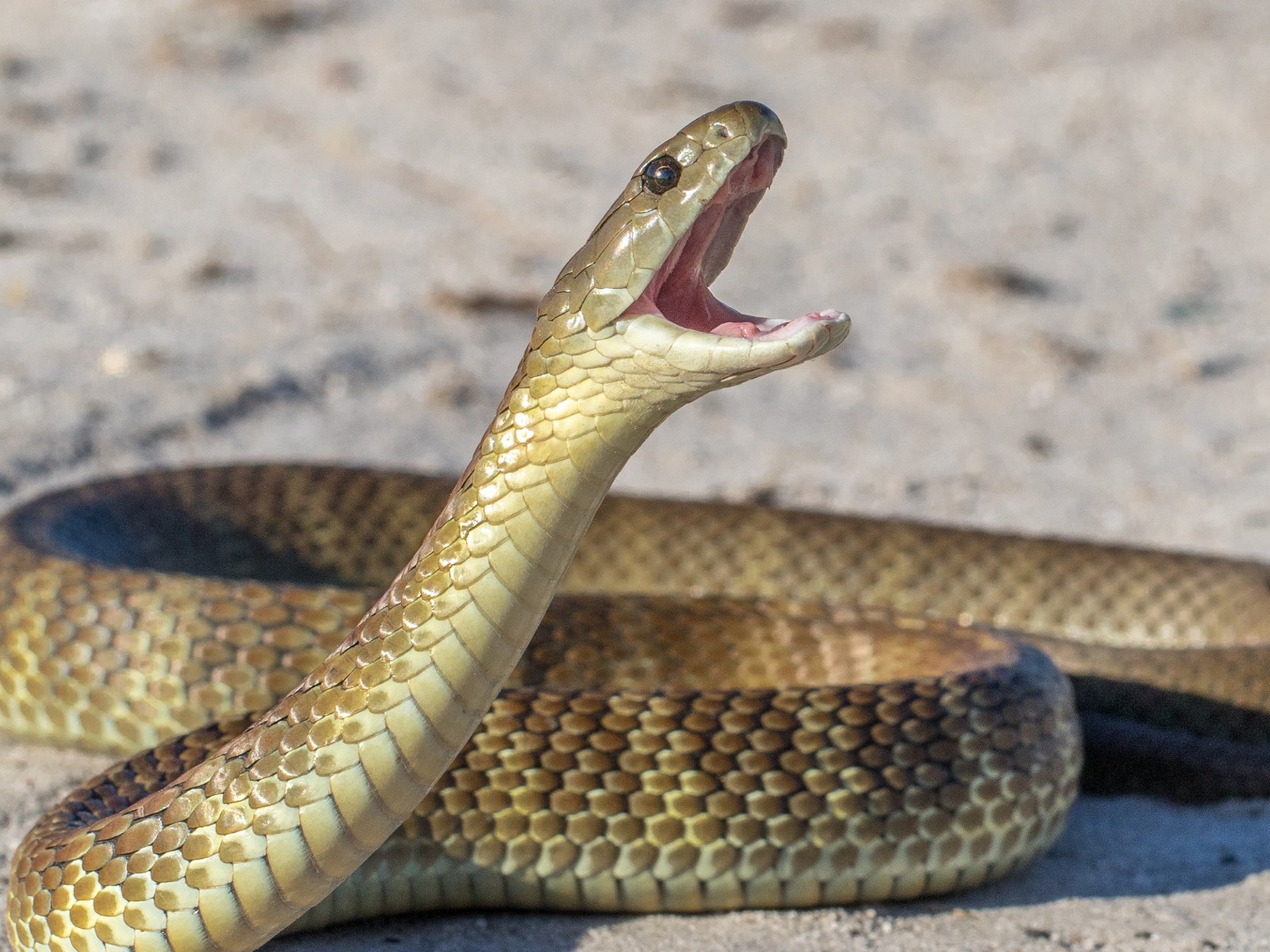 Yılan nasıl uzaklaştırılır? Yılan ısırırsa ne yapmalıyız? Zehirli ...